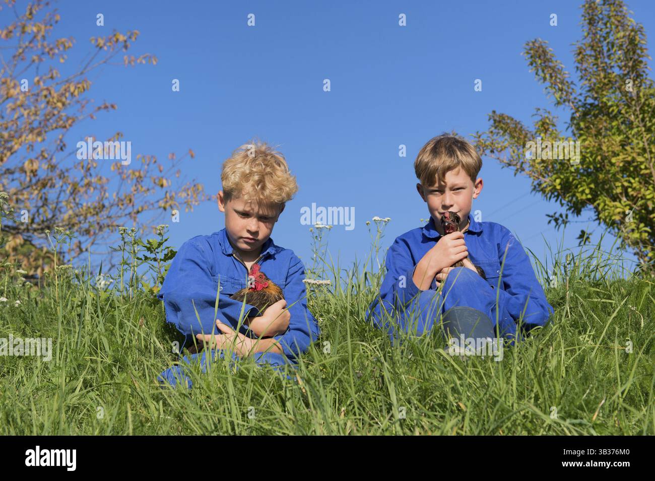 Farm boys sitting in grass with chickens Stock Photo - Alamy