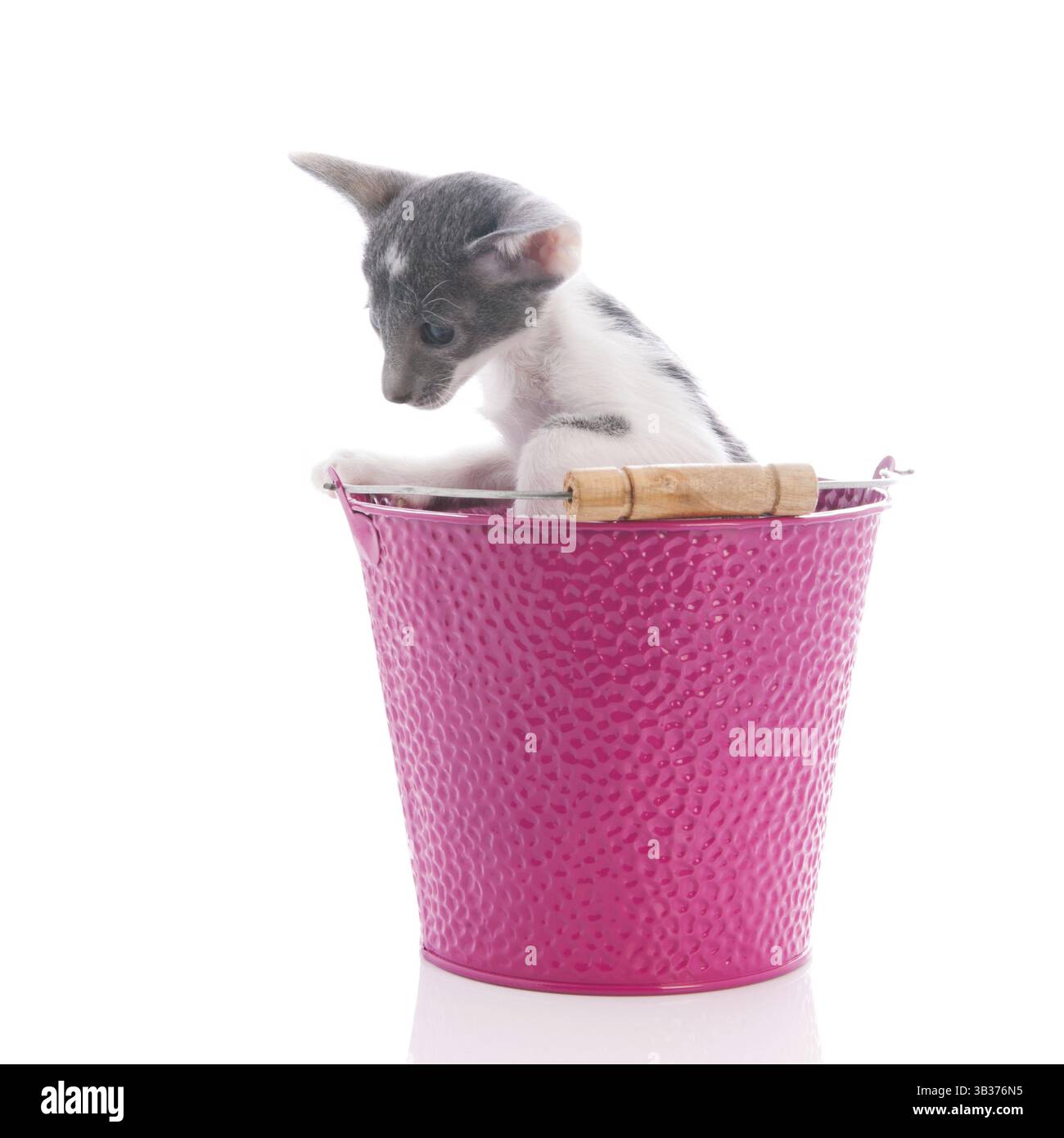 Little Siamese cat in pink bucket isolated over white background Stock ...