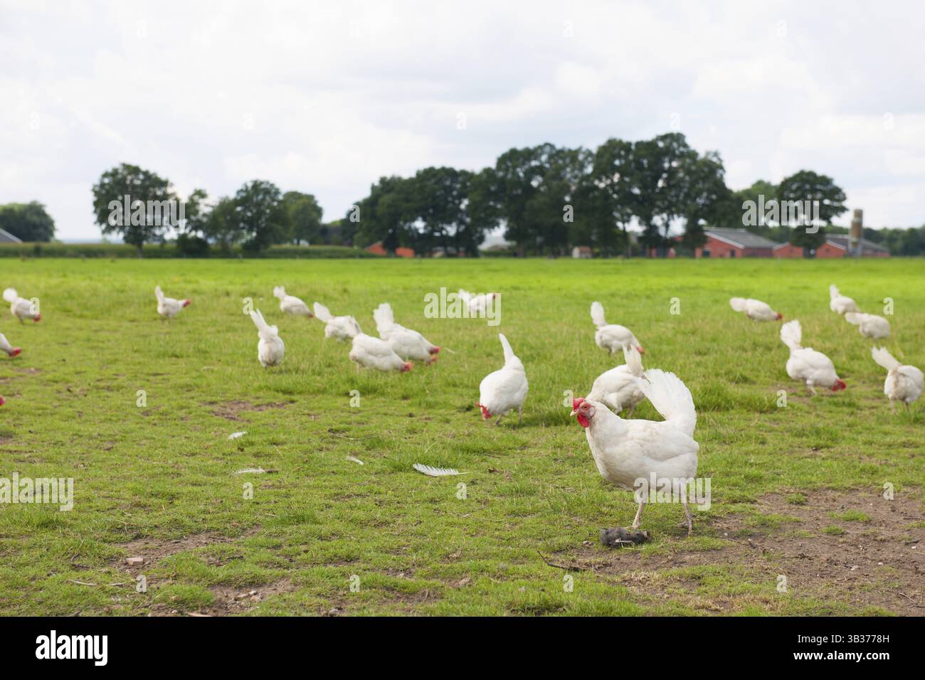 Biological chicken in agriculture landscape Stock Photo - Alamy