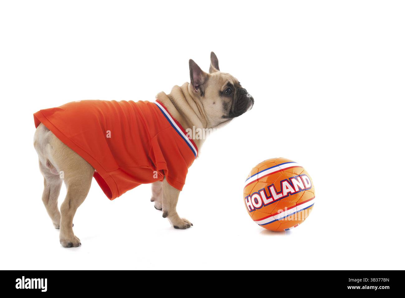 Dutch dog in orange sports wear as soccer fan Stock Photo - Alamy