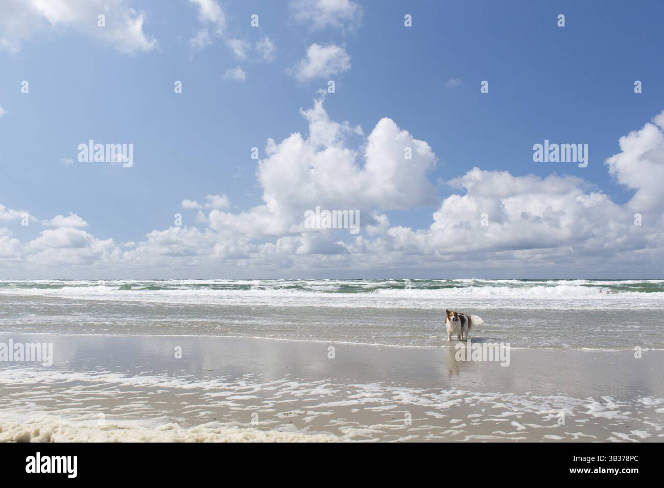 Dog swimming in the North sea Stock Photo - Alamy