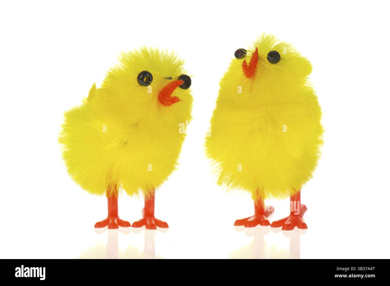 Two yellow easter chicks isolated over white background Stock Photo - Alamy
