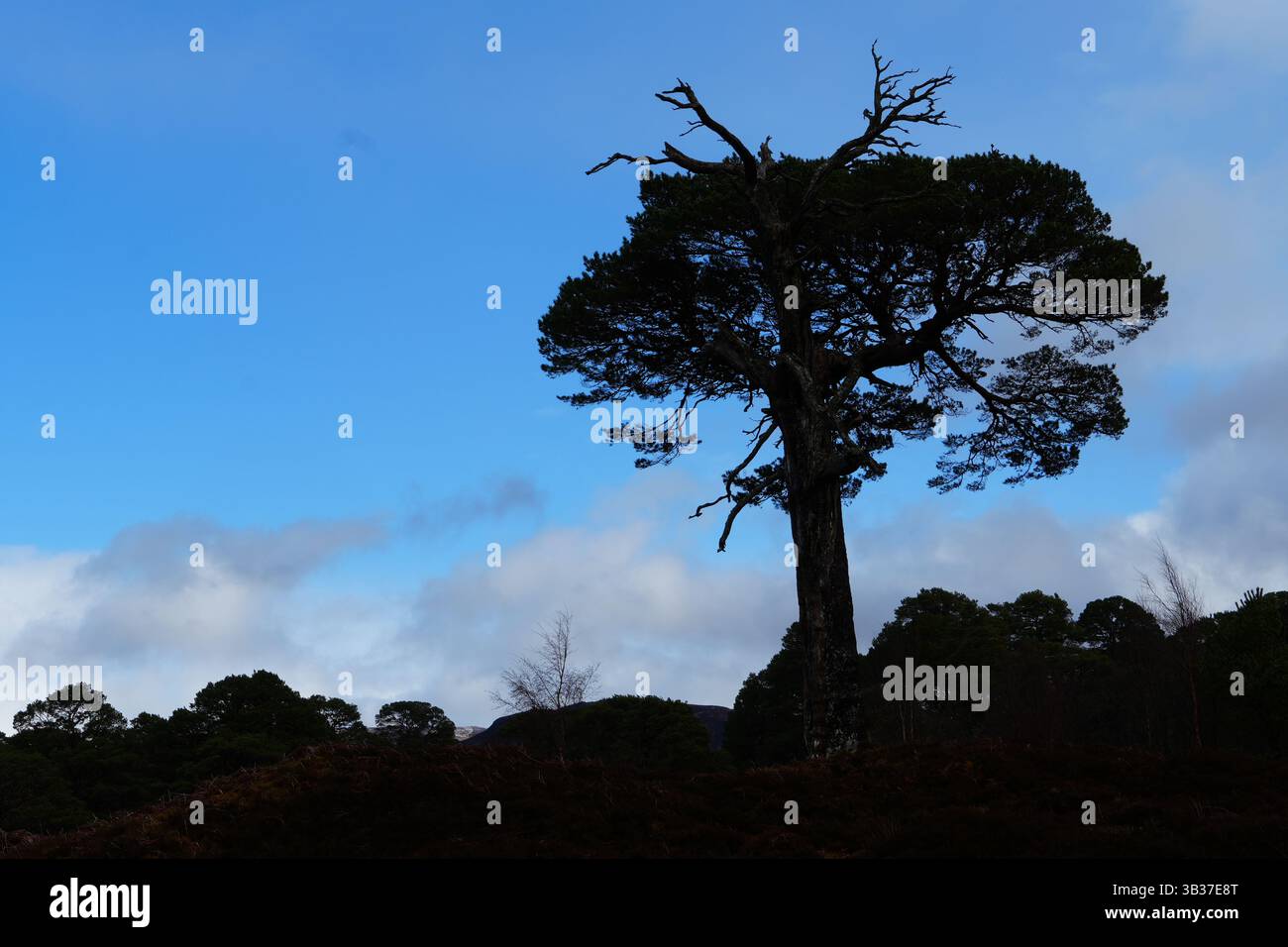 Scots Pine, Pinus Sylvestri, Black Wood of Rannoch, a remnant of an ...