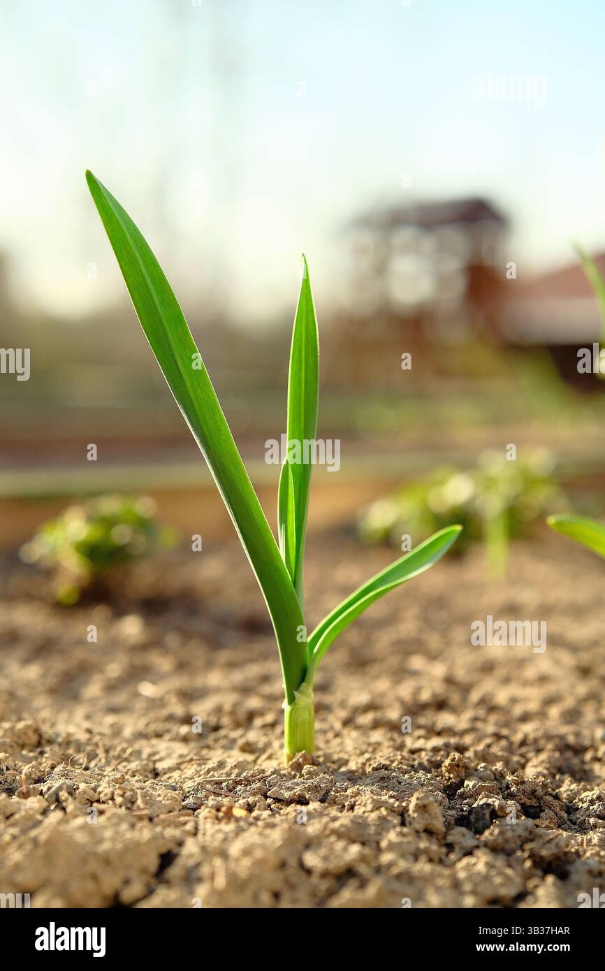 Sprouts of garlic grow on a garden bed in the spring season. Growing ...