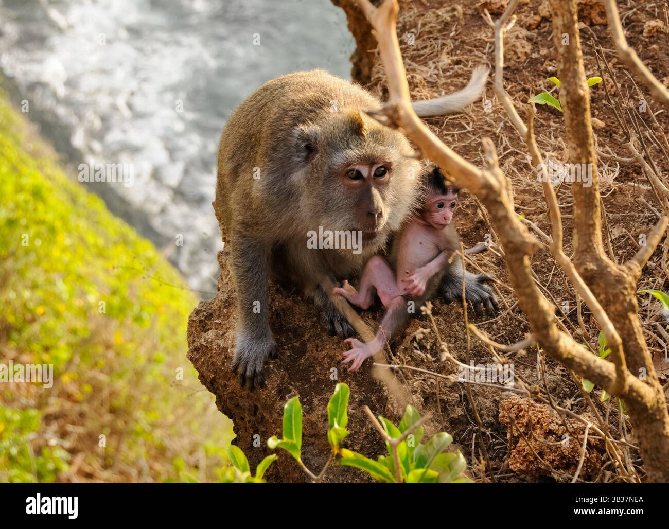 A monkey with a cub sits on a cliff Stock Photo - Alamy