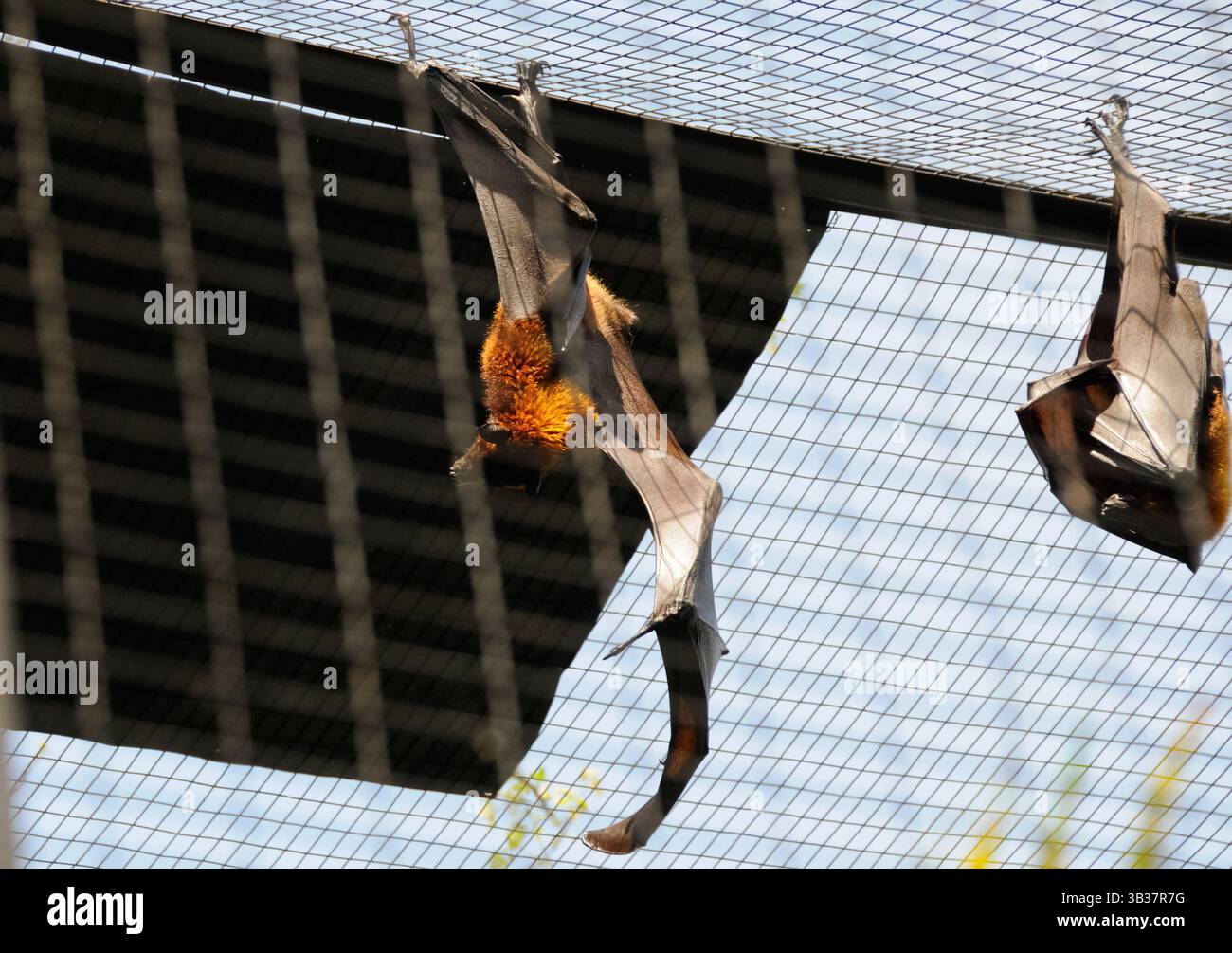 Two fruit bats hi-res stock photography and images - Alamy