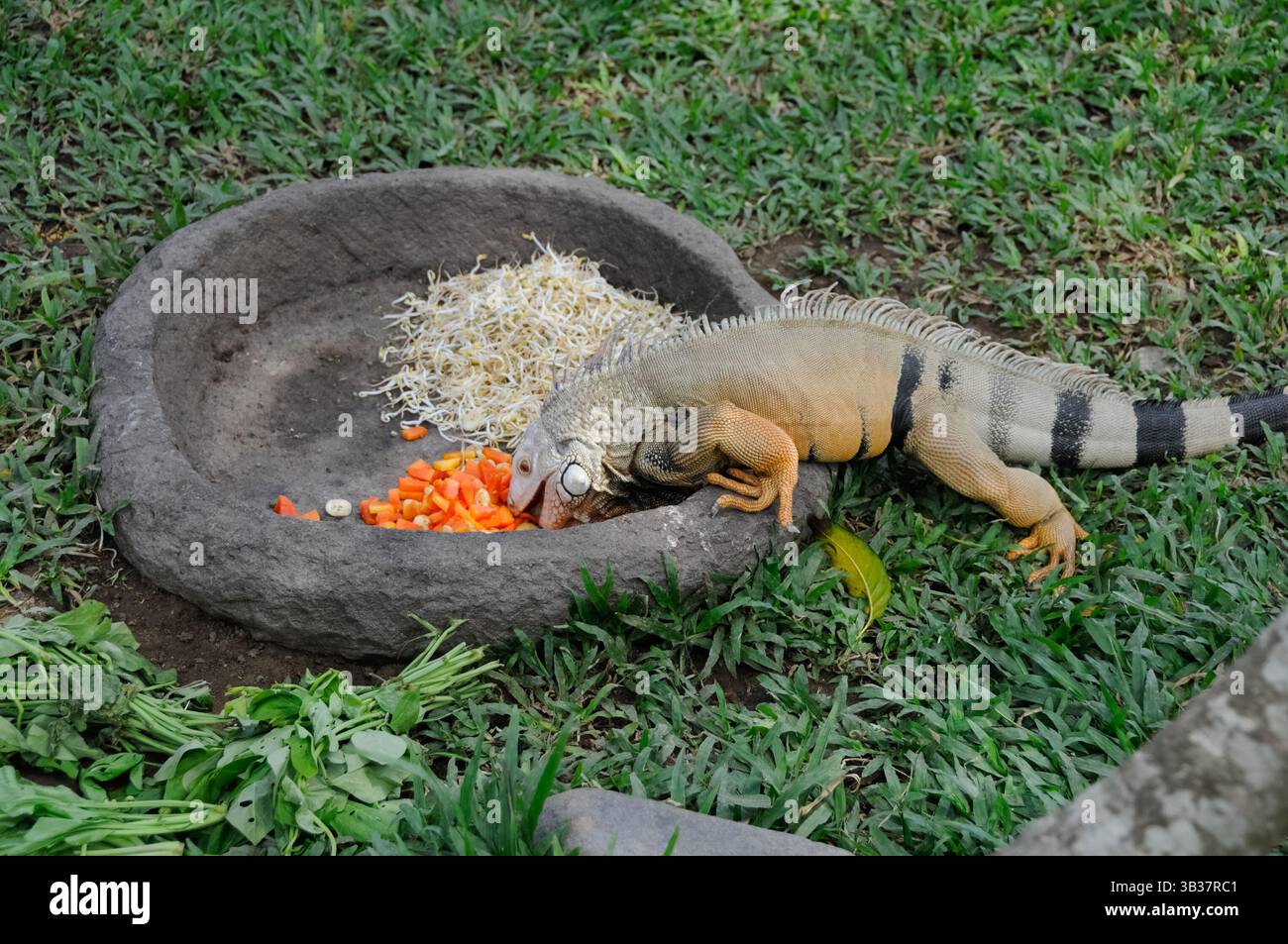 Lizard tail chopped hi-res stock photography and images - Alamy
