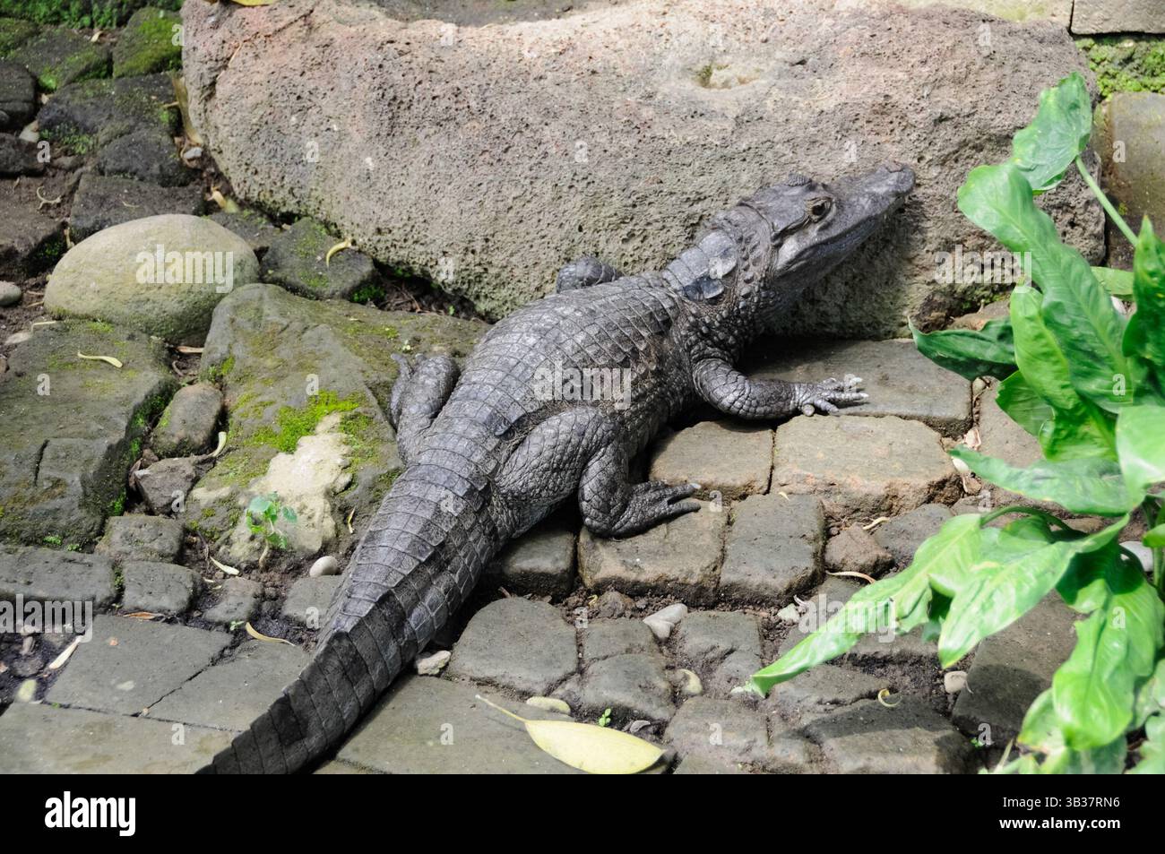 Nile crocodile in small hi-res stock photography and images - Alamy