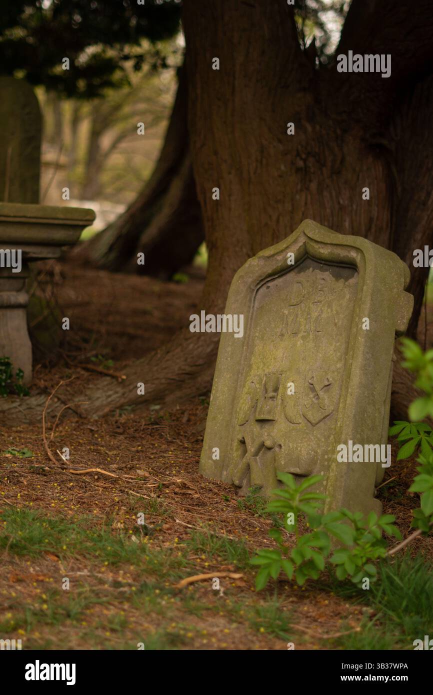 Weathered and cracked tombstone with faint inscriptions, hidden under a ...