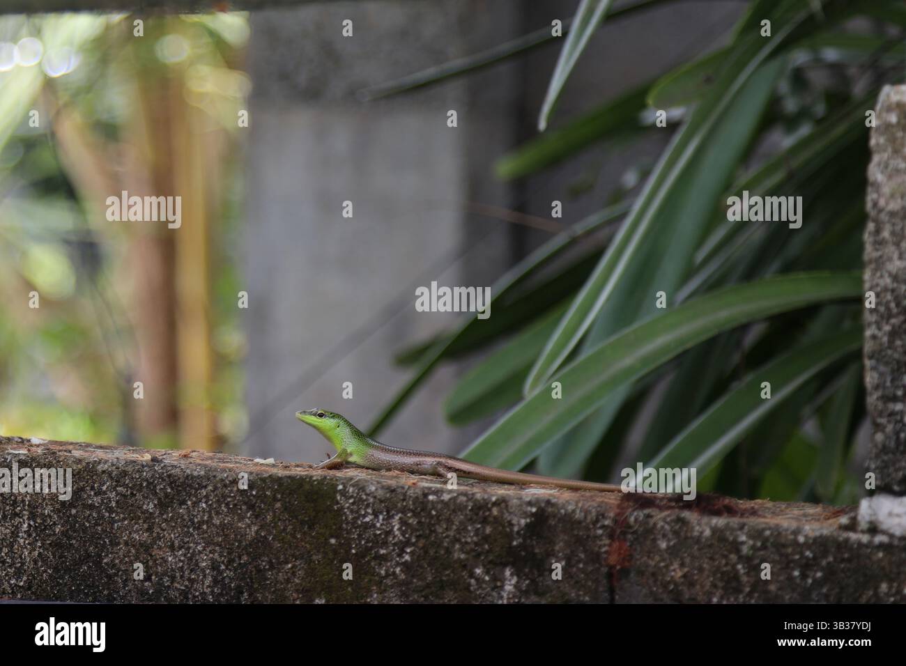 Green and Brown skink on a wall Stock Photo - Alamy