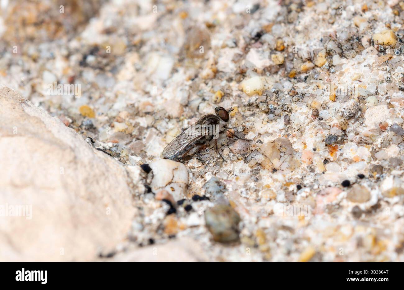Stiletto fly in the family Therevidae is seen resting on a sandy ground ...