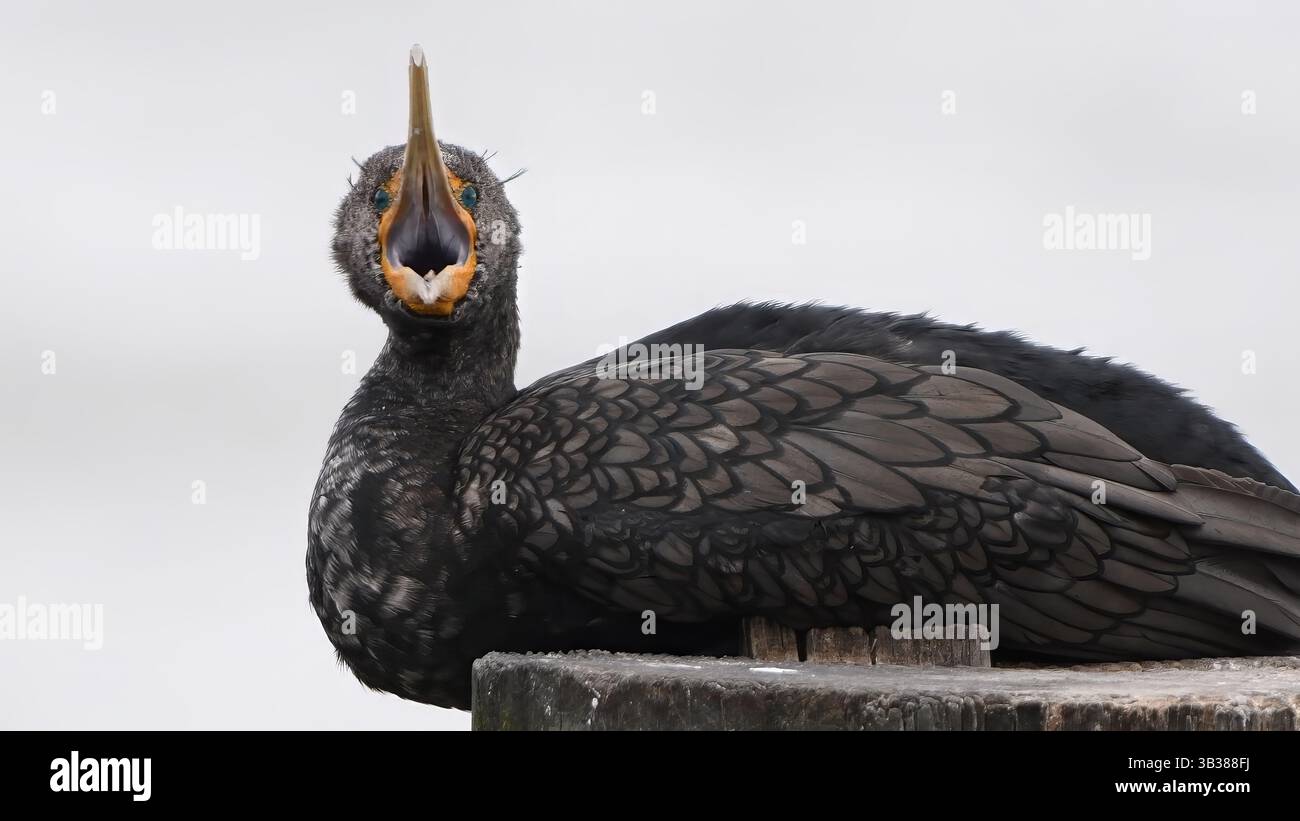Stop taking photos of me! Stock Photo - Alamy