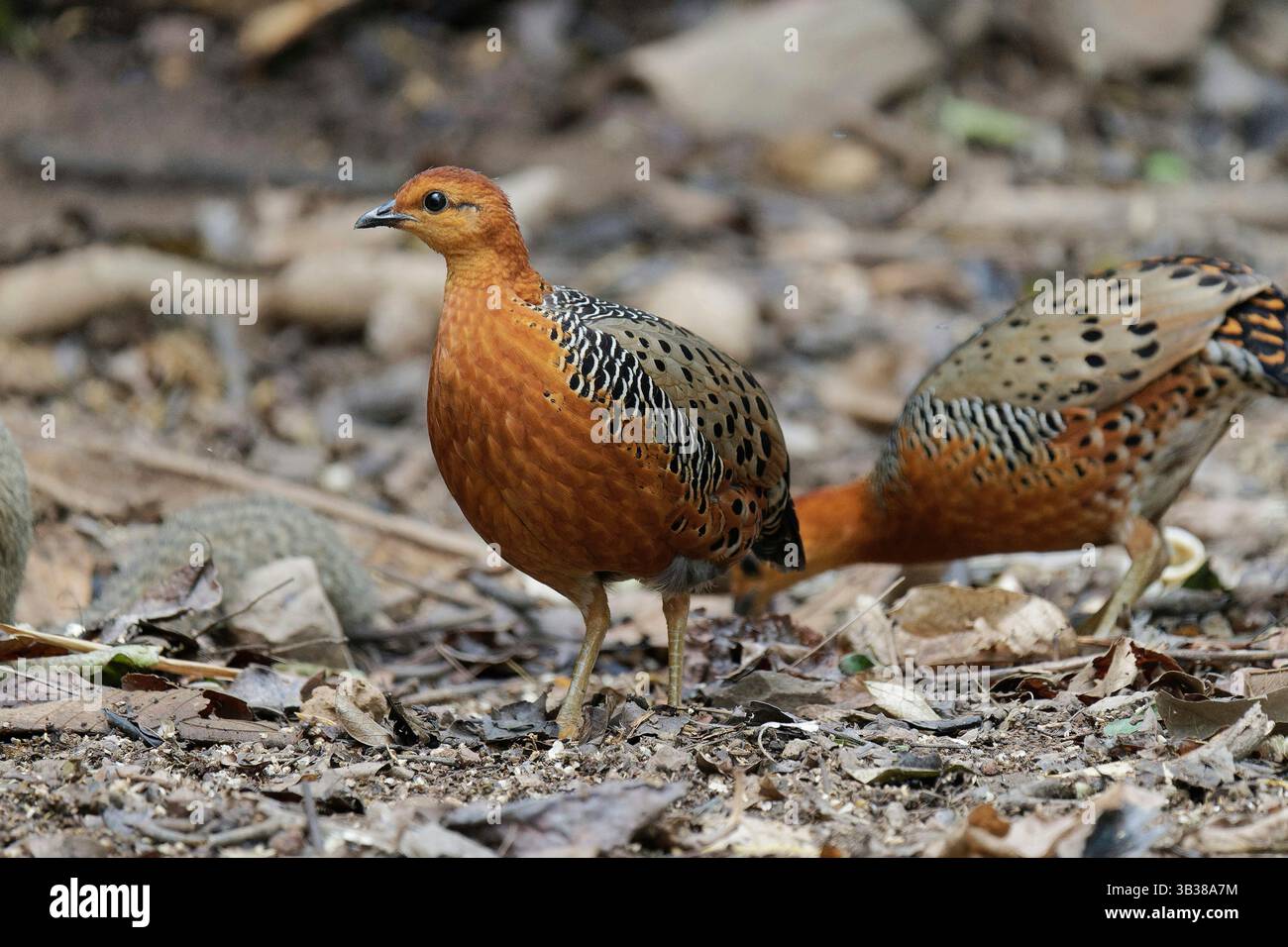 Partridge like bird hi-res stock photography and images - Alamy