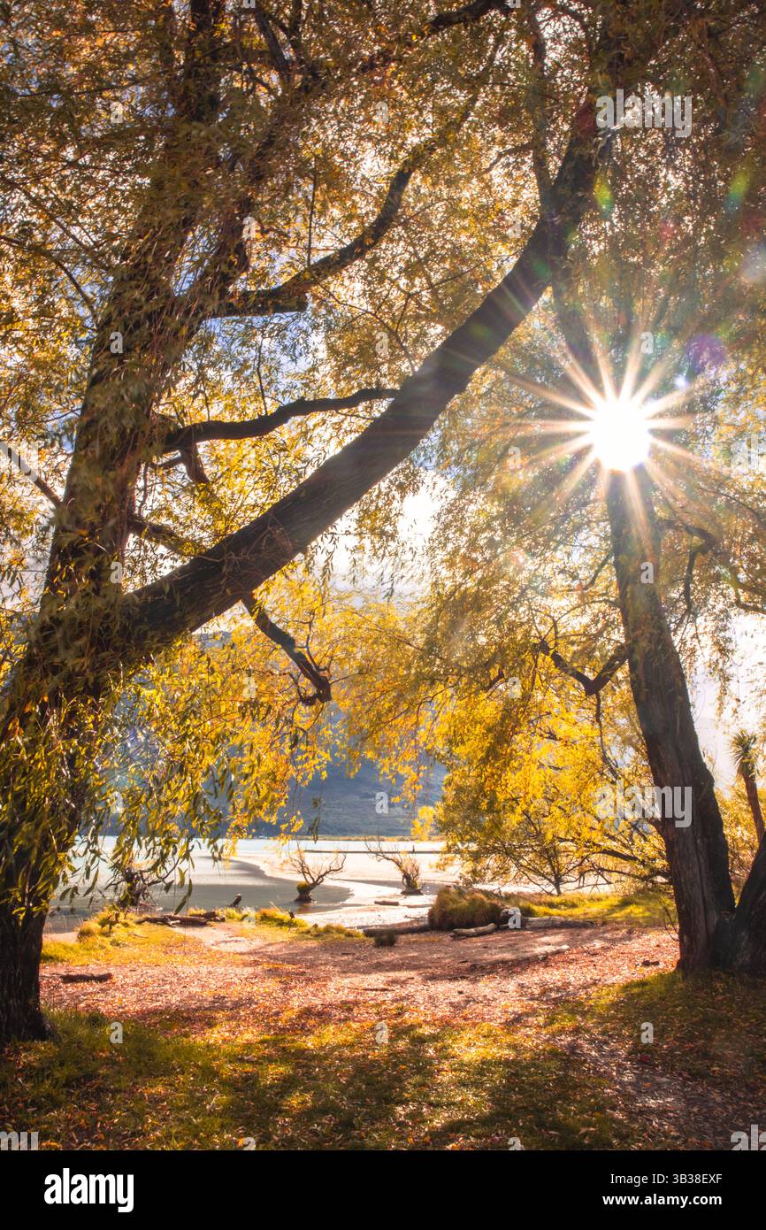 Southern Beech Trees in Glenorchy, Otago, New Zealand Stock Photo - Alamy