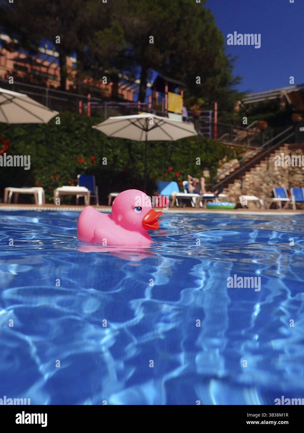 Pink bath duck floating in swimming pool Stock Photo - Alamy