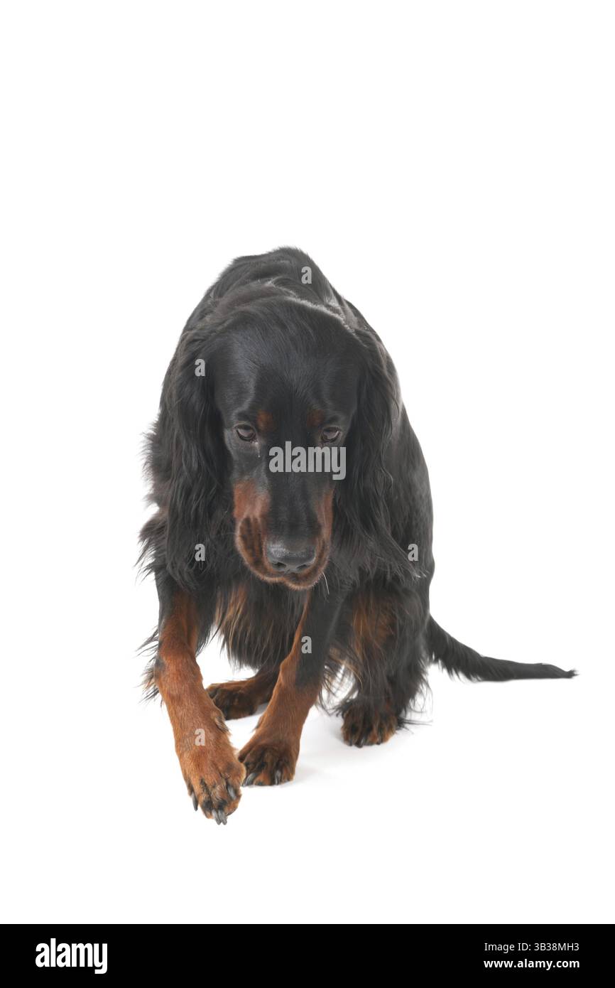 Sad dog crying in studio Stock Photo - Alamy