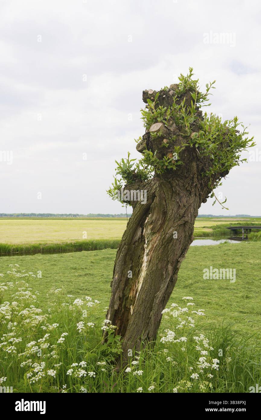 Typical Dutch pollard willow in agricultural landscape Stock Photo - Alamy