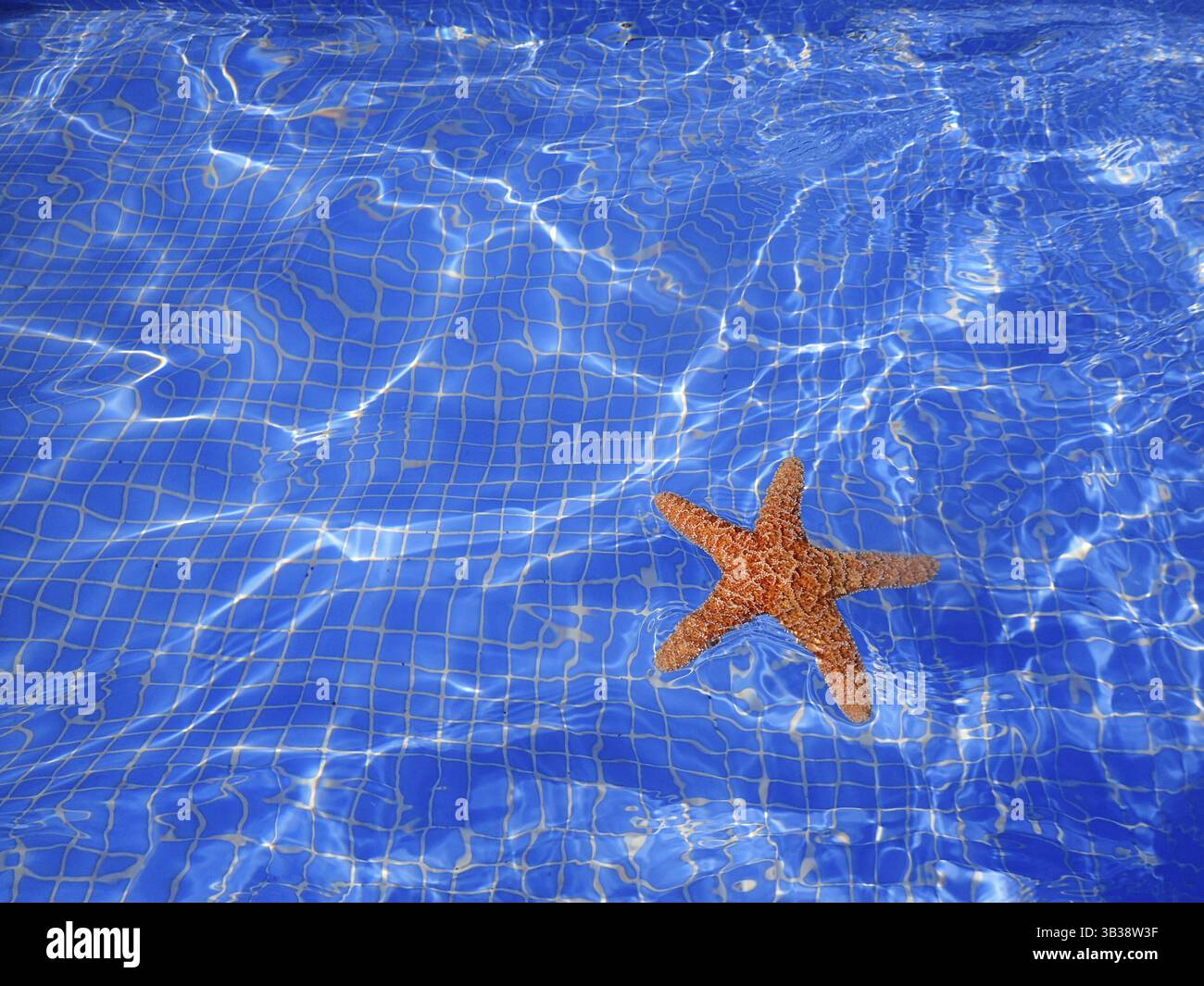 Starfish floating in swimming pool Stock Photo - Alamy
