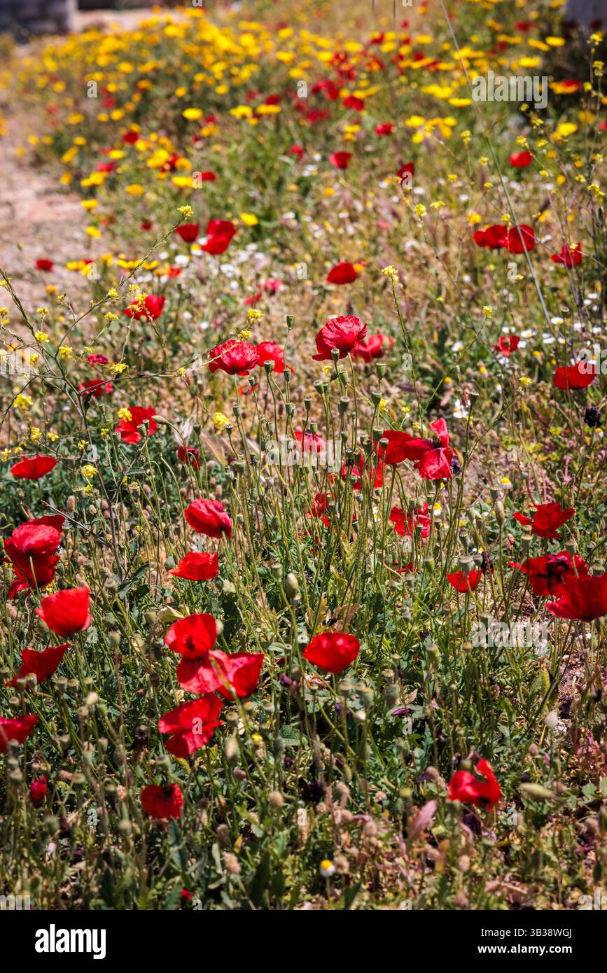 Red poppies and other wildflowers and grasses bloom during springtime ...