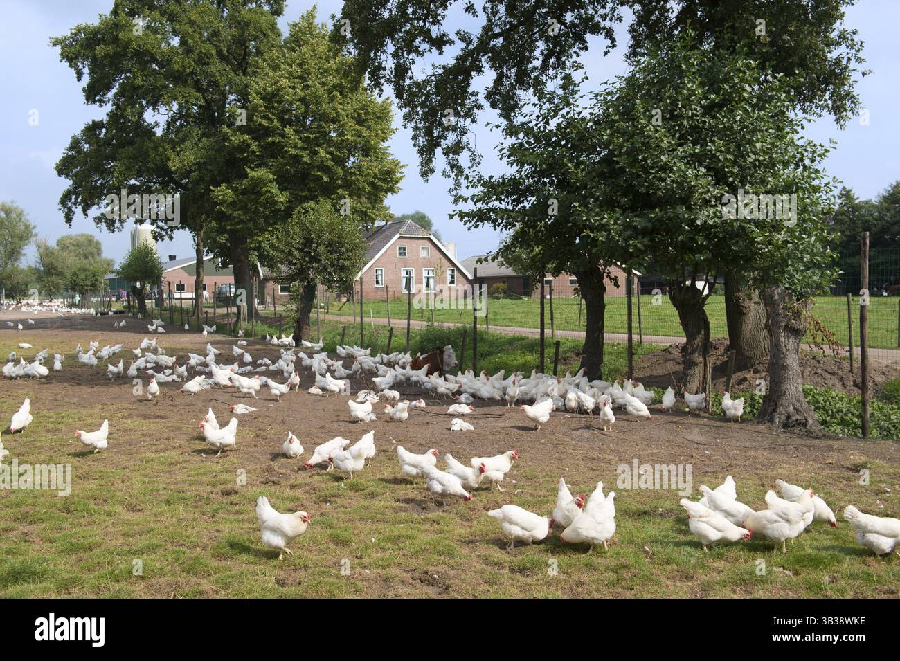 Chicken farm with many free land chicken around Stock Photo - Alamy