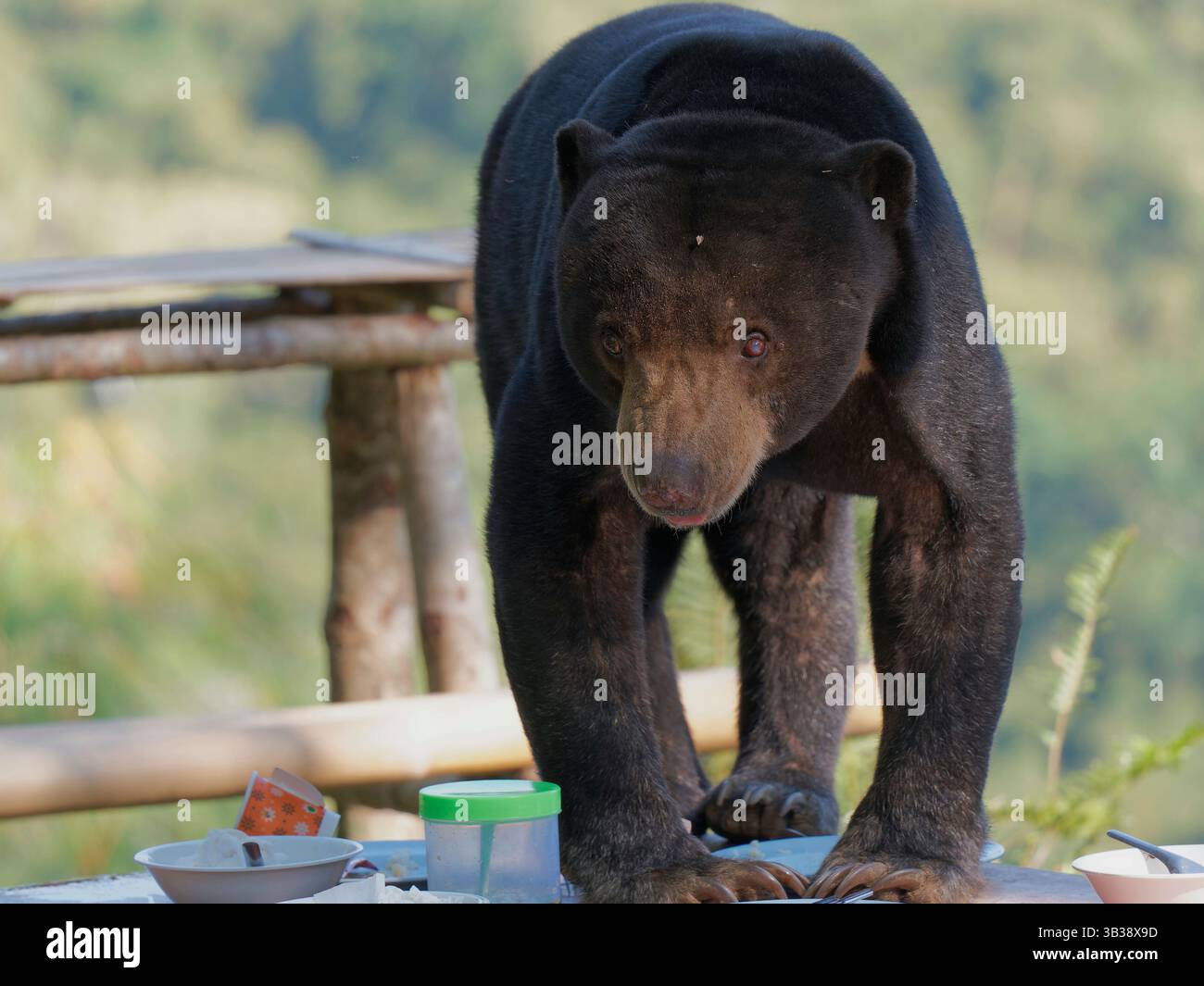 Malayan Sun Bear Stock Photo - Alamy