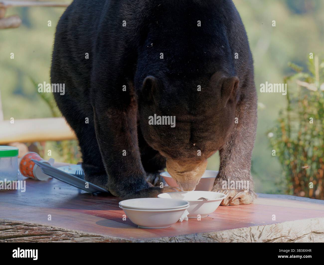 Malayan Sun Bear Stock Photo - Alamy