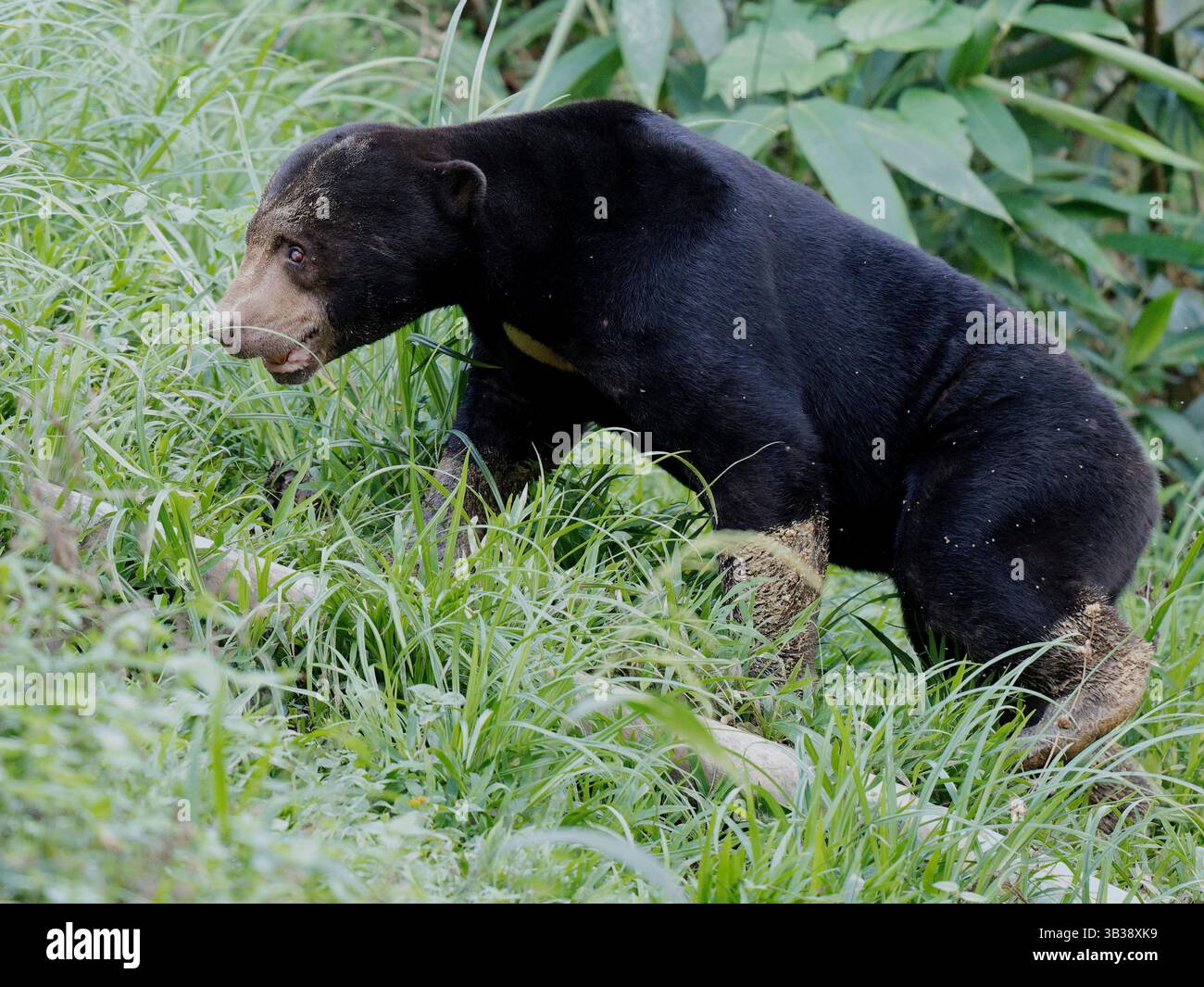 Malayan Sun Bear Stock Photo - Alamy