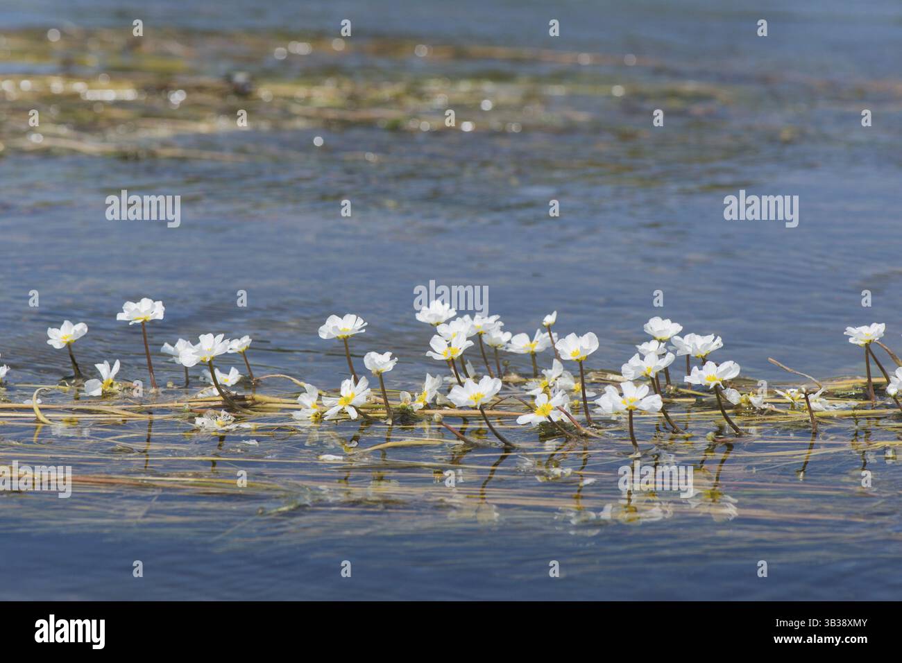 Common frogbit in water Stock Photo - Alamy