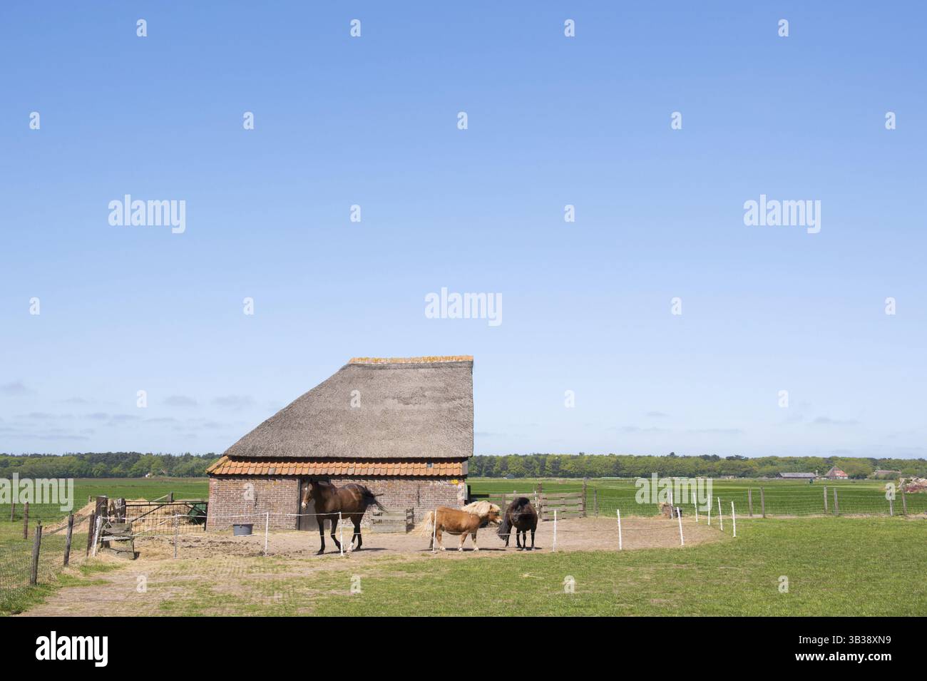 Typical animal barn on Dutch wadden island Texel Stock Photo - Alamy