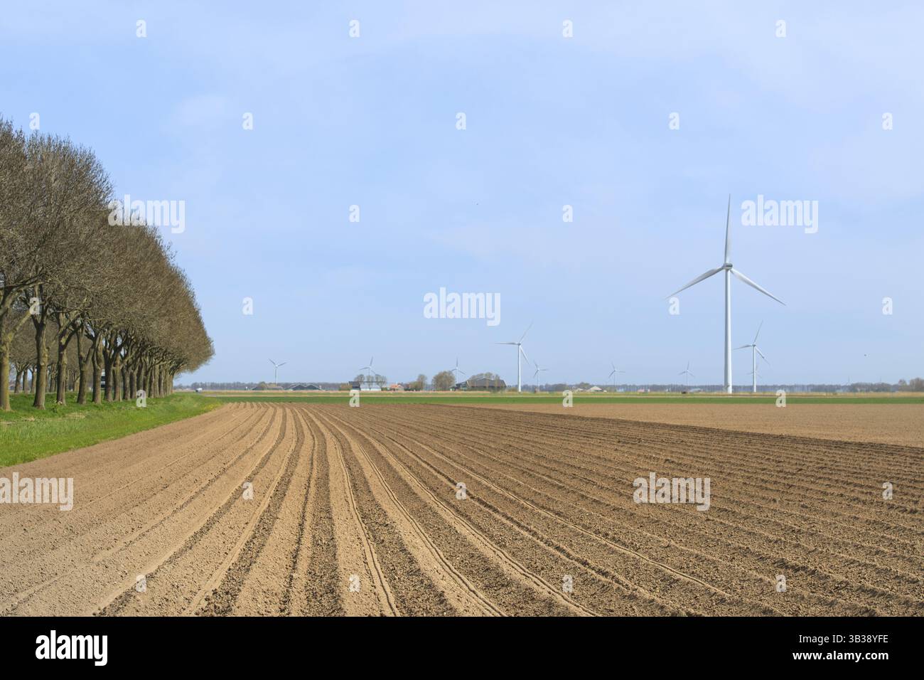 Potato field in landscape with rows in the ground Stock Photo - Alamy