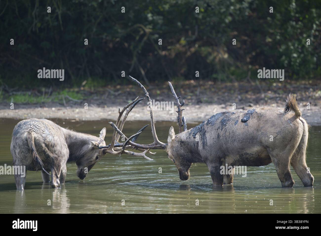 Water fight central park hi-res stock photography and images - Alamy