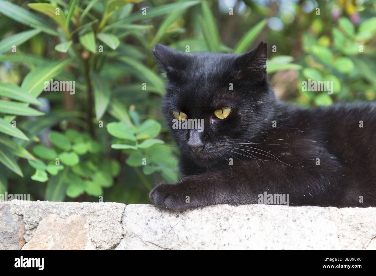 Cat and wall hi-res stock photography and images - Alamy