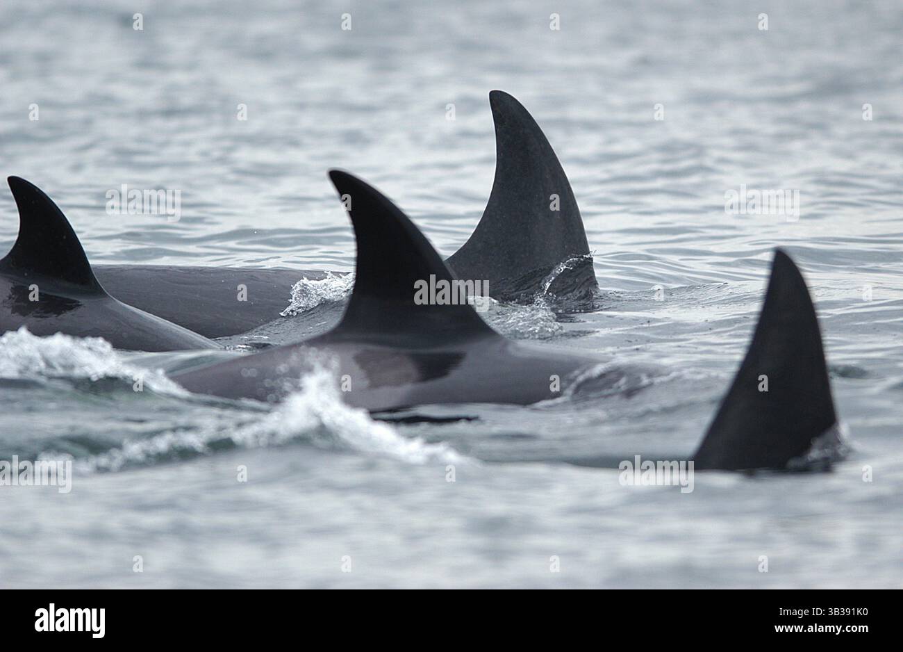 August 18, 2004 - San Juan Island, WA, USA - A pod of orca whales swim ...