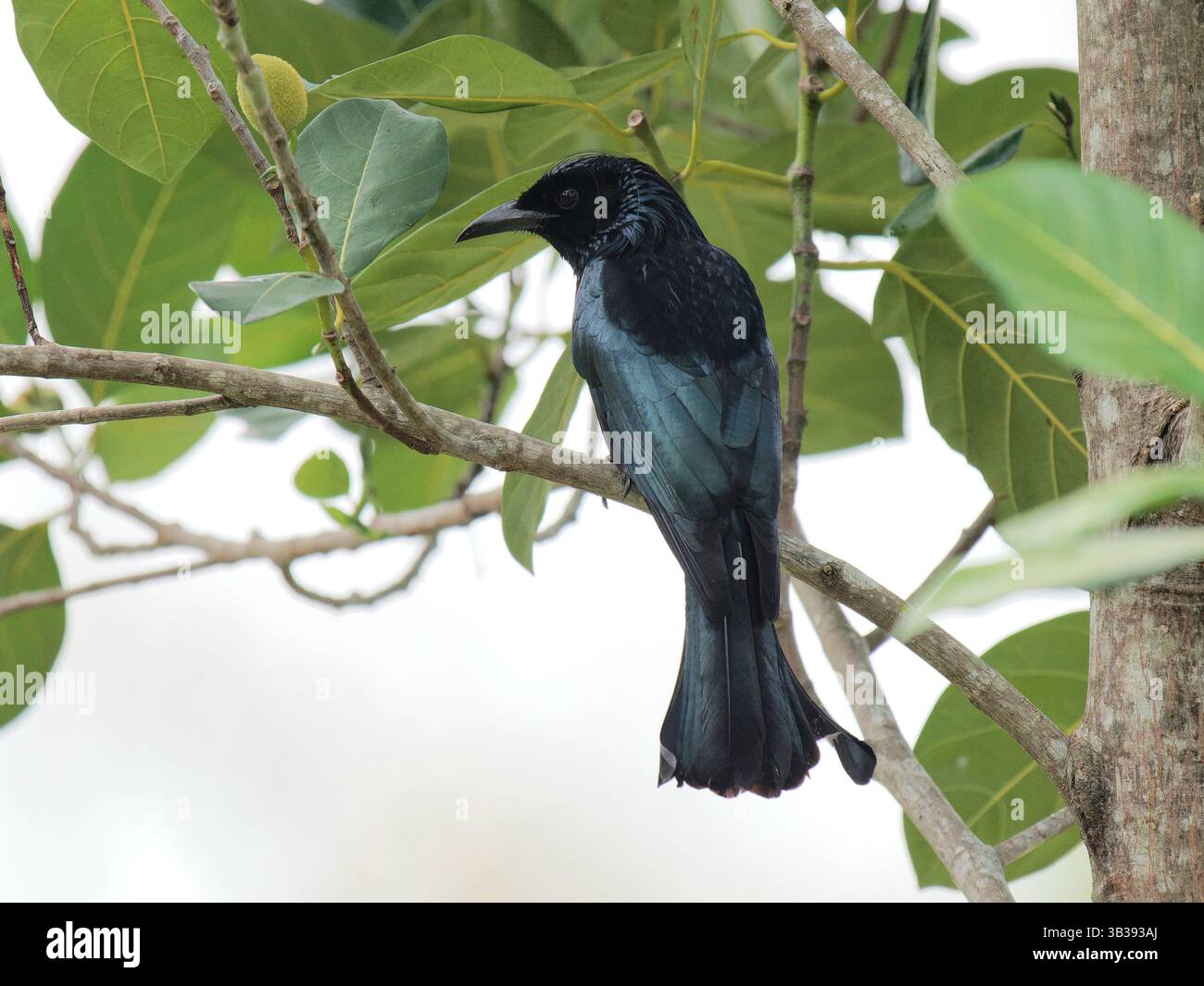 Hair Crested Drongo Stock Photo - Alamy