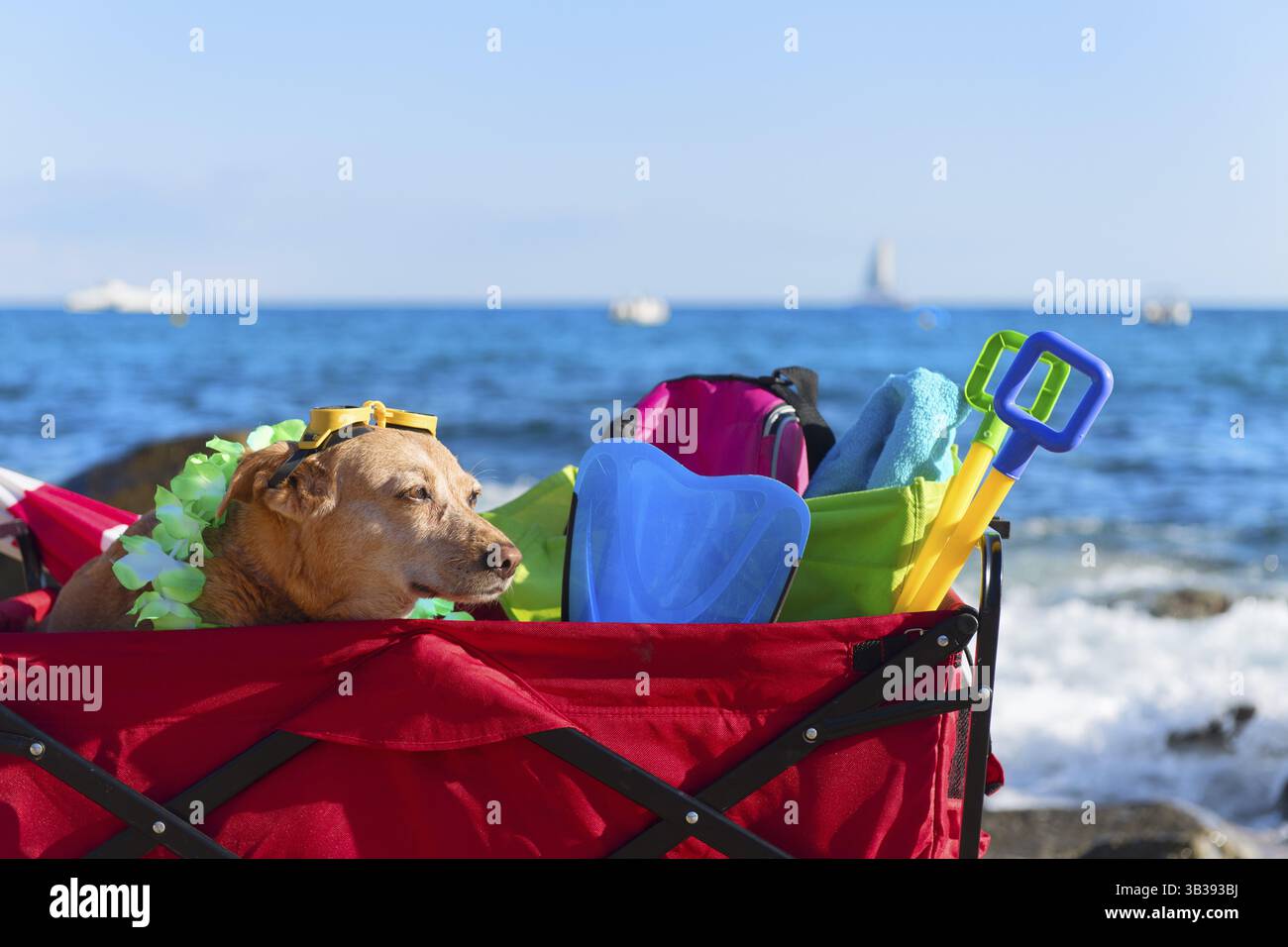 Funny dog with goggles at the beach Stock Photo - Alamy