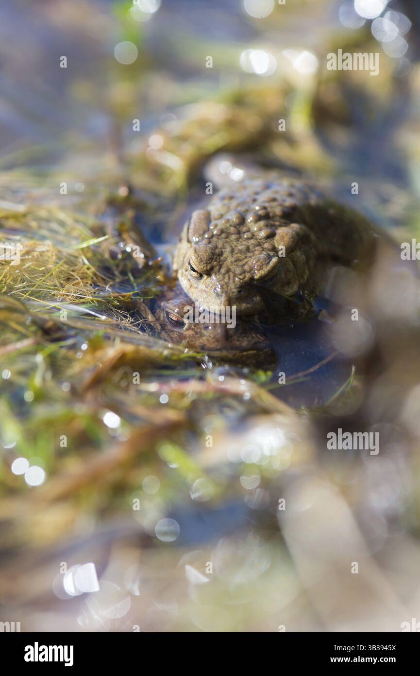 Mating Common toads in nature water Stock Photo - Alamy