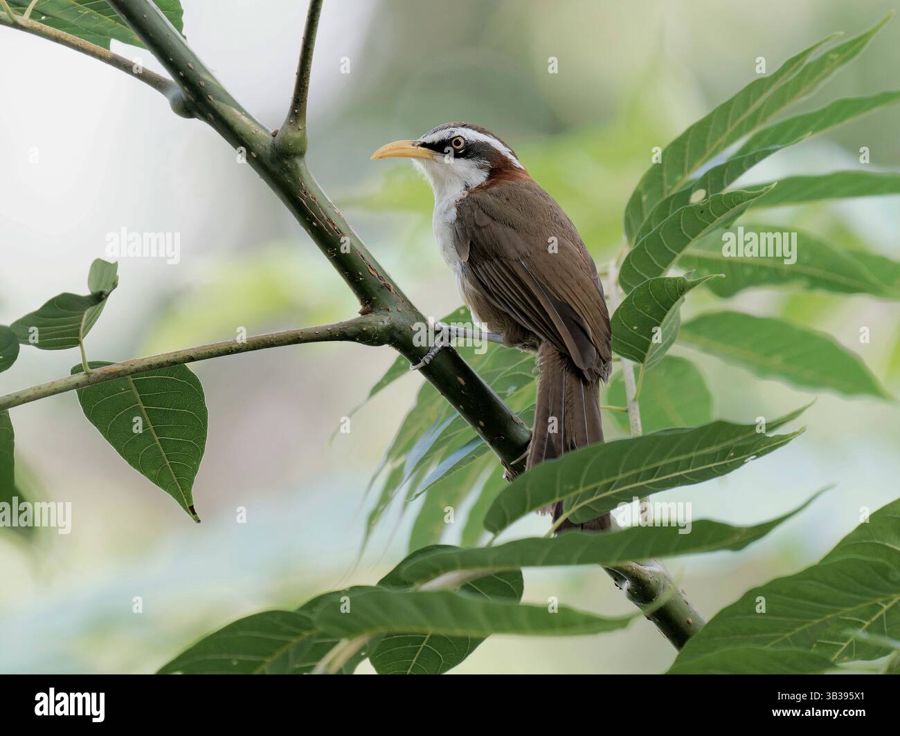 White Browed Scimitar Babbler Stock Photo - Alamy