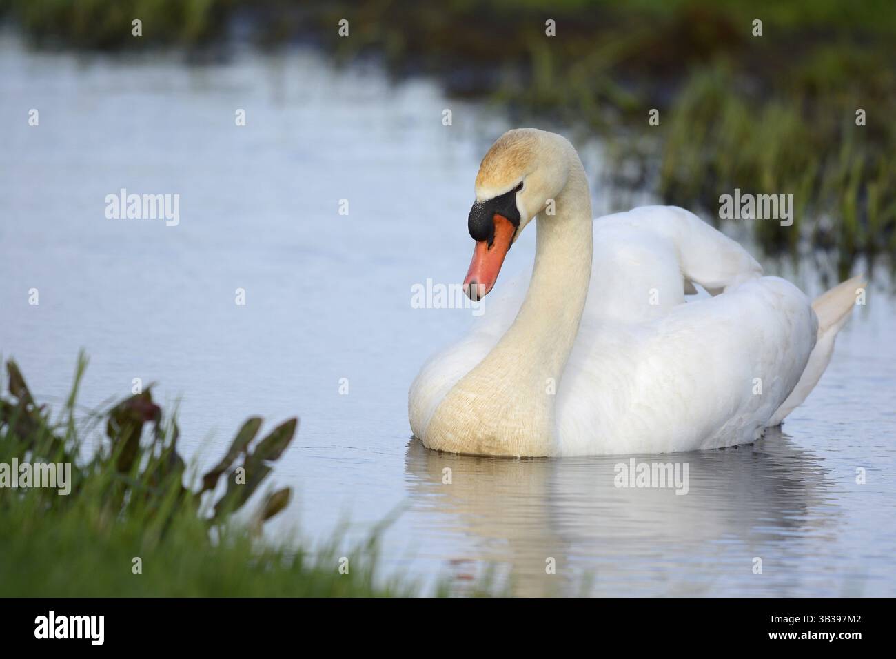 Mute swan swimming in ditch in Dutch polder Arkemheen Stock Photo - Alamy