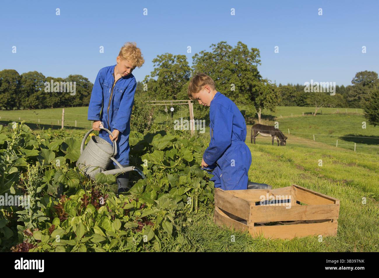Farm boys picking the beans in vegetable garden Stock Photo - Alamy