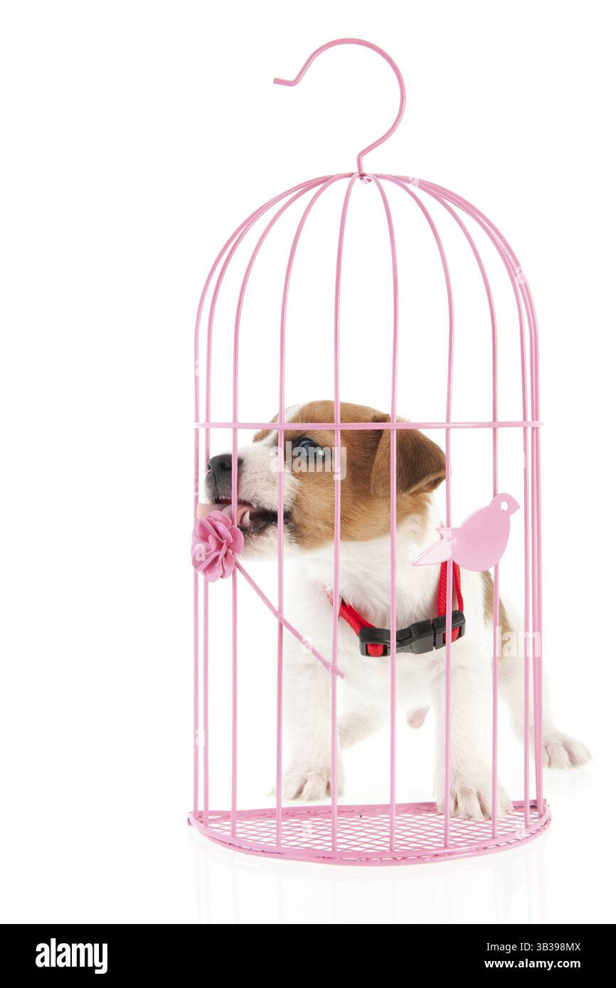 Romantic pups hi-res stock photography and images - Alamy