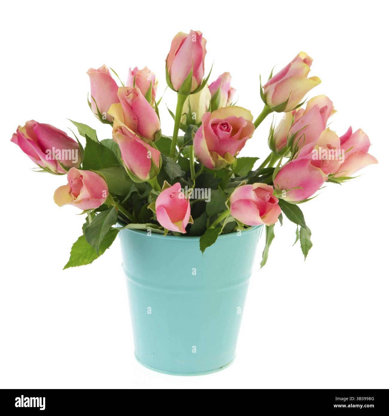 Blooming pink roses in Cut Out Stock Images & Pictures - Alamy