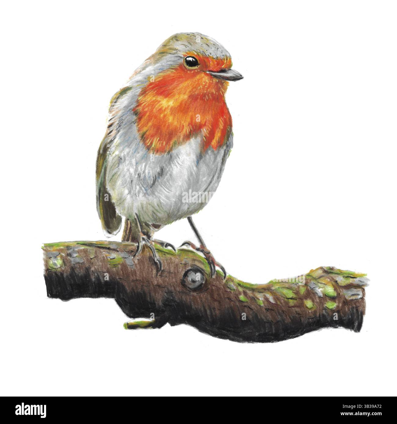 Hand painted robin bird with chalk isolated over white background Stock ...