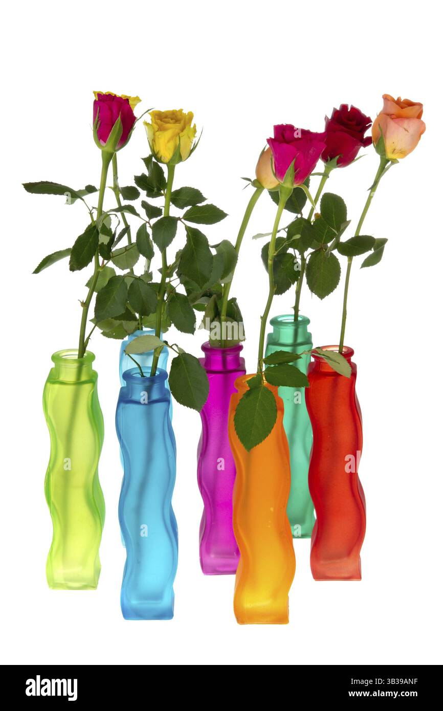 Row with colorful roses in modern vases Stock Photo - Alamy