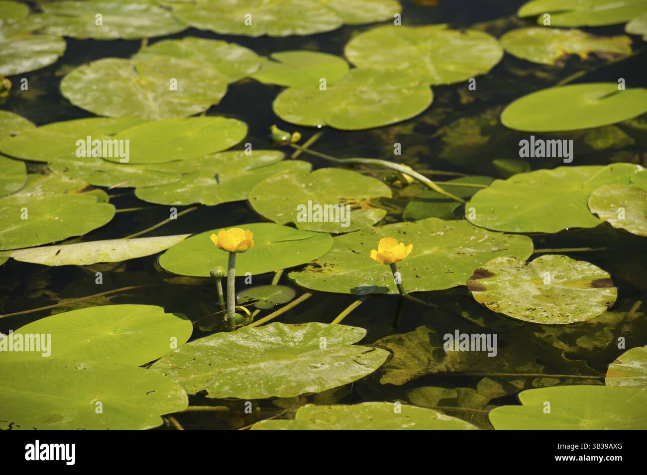 Lake with yellow Brandy-bottles in France Stock Photo - Alamy