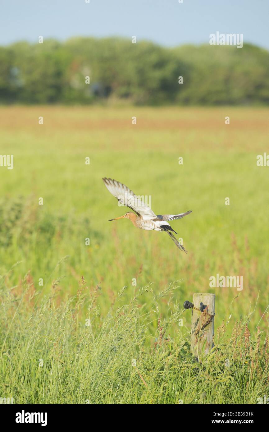 Bar-tailed godwit flying above meadows Stock Photo - Alamy