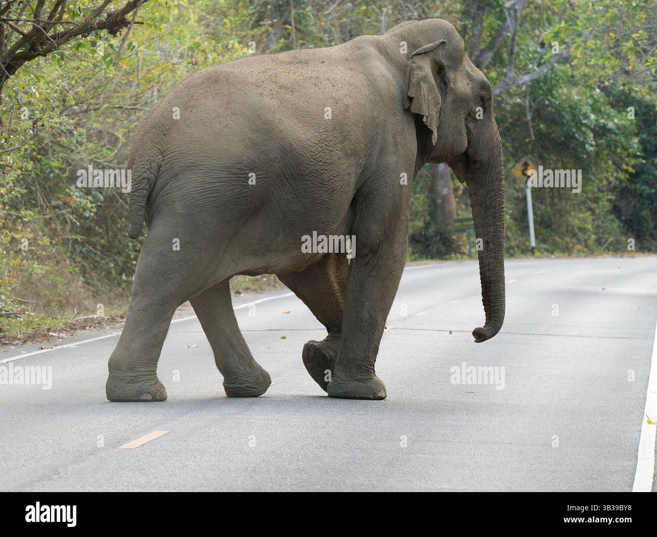 Elephant limbs hi-res stock photography and images - Alamy