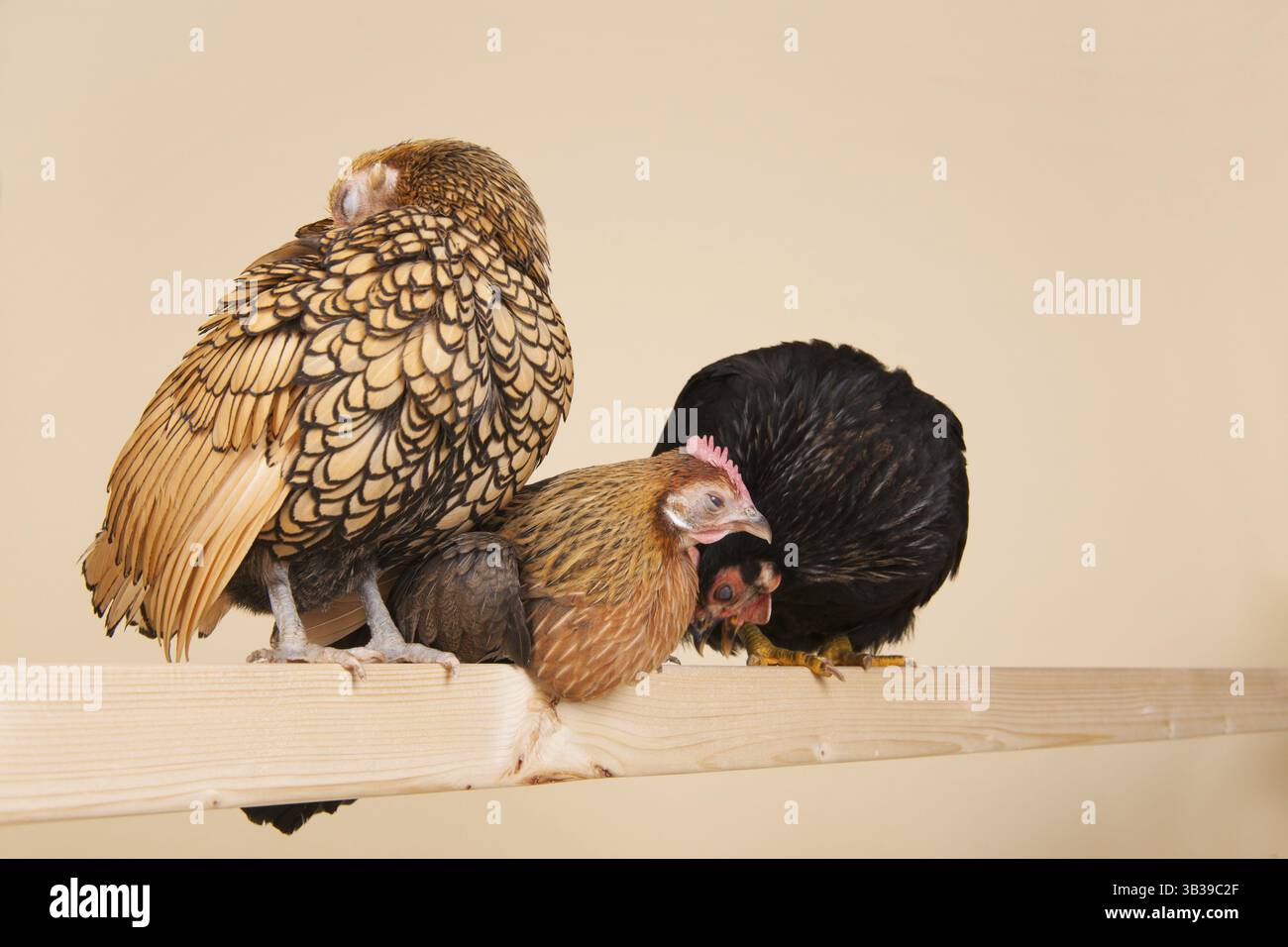 Three different chicken on stick in studio Stock Photo - Alamy
