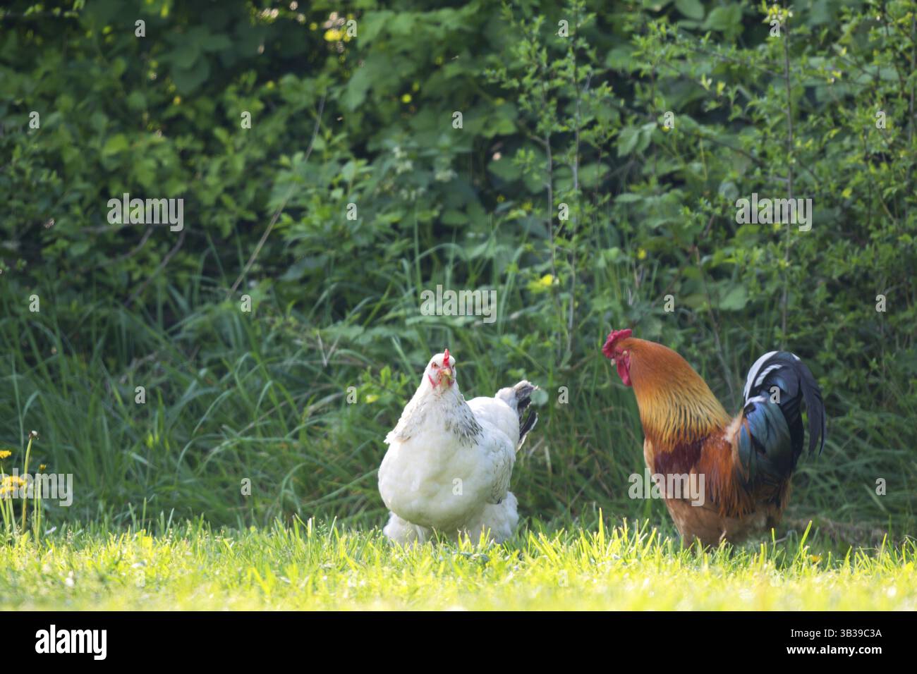 Farm animals as chicken and rooster outdoor in the fields Stock Photo ...