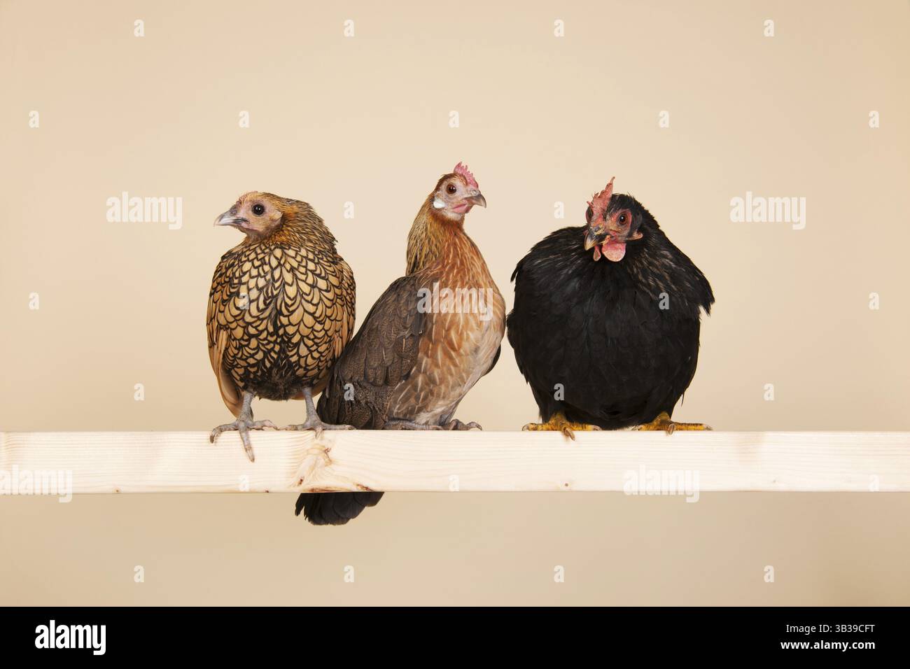 Three different chicken on stick in studio Stock Photo - Alamy