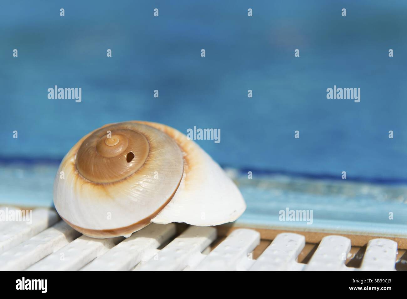 Seashell pool hi-res stock photography and images - Alamy